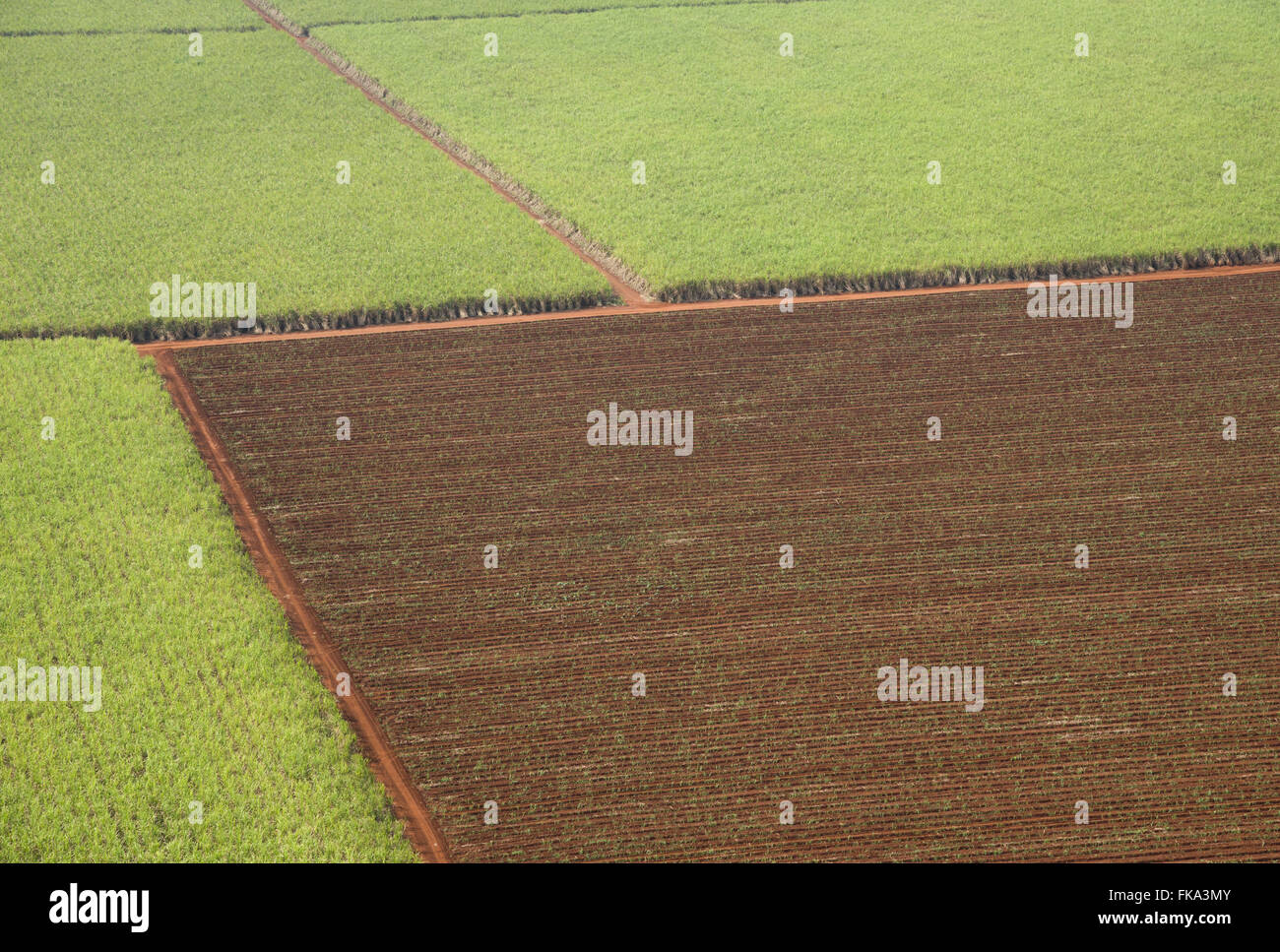 Aerial sugar cane plantation hi-res stock photography and images - Alamy