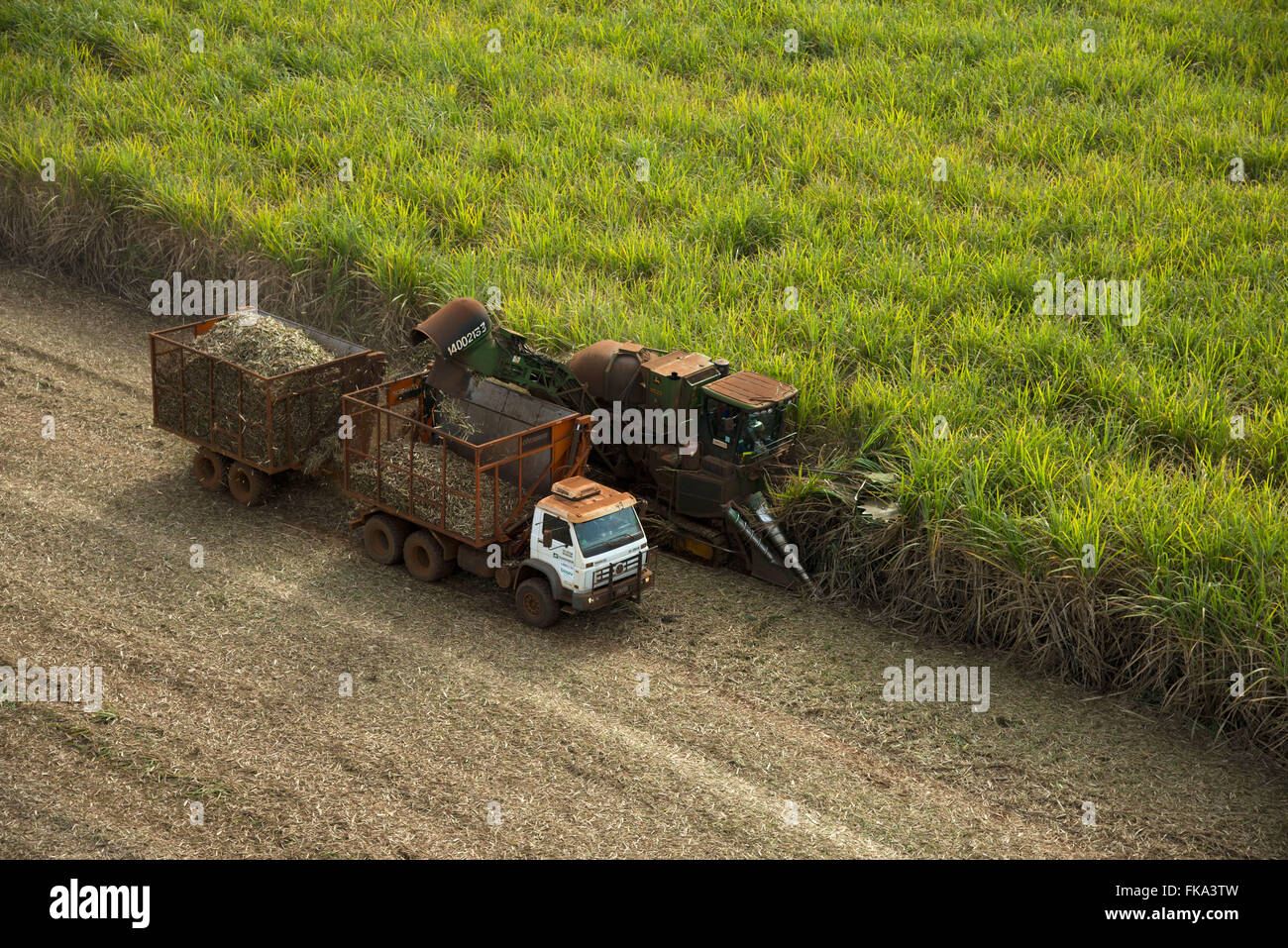 Aerial view of combine harvesting of cane sugar in the countryside ...