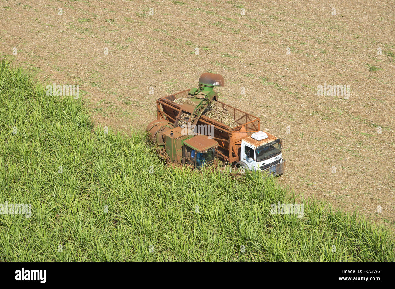 Aerial view of combine harvesting of cane sugar in the countryside ...