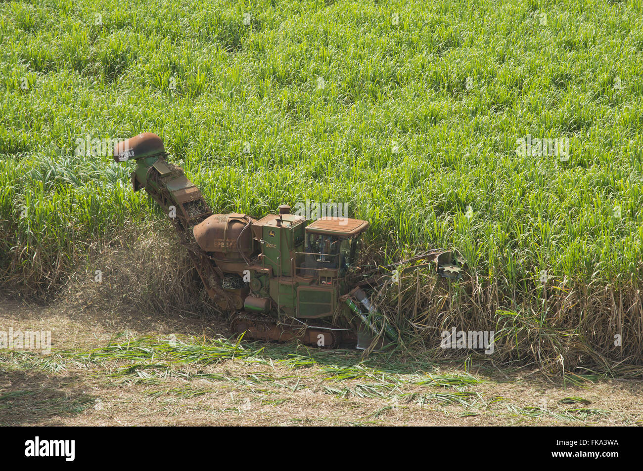 Aerial view of combine harvesting of cane sugar in the countryside ...