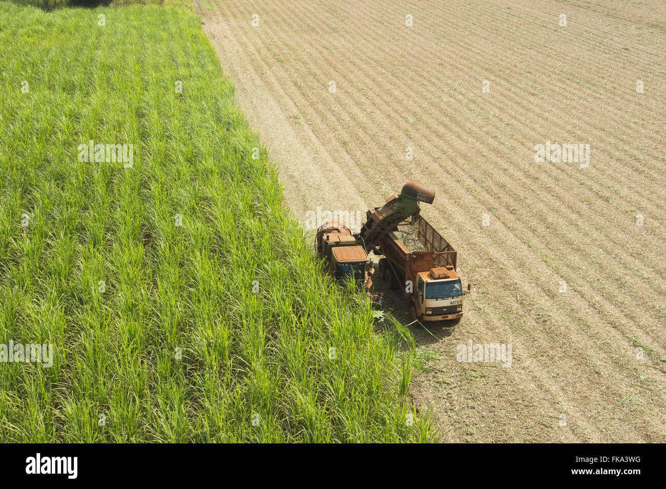 Aerial view of combine harvesting of cane sugar in the countryside ...