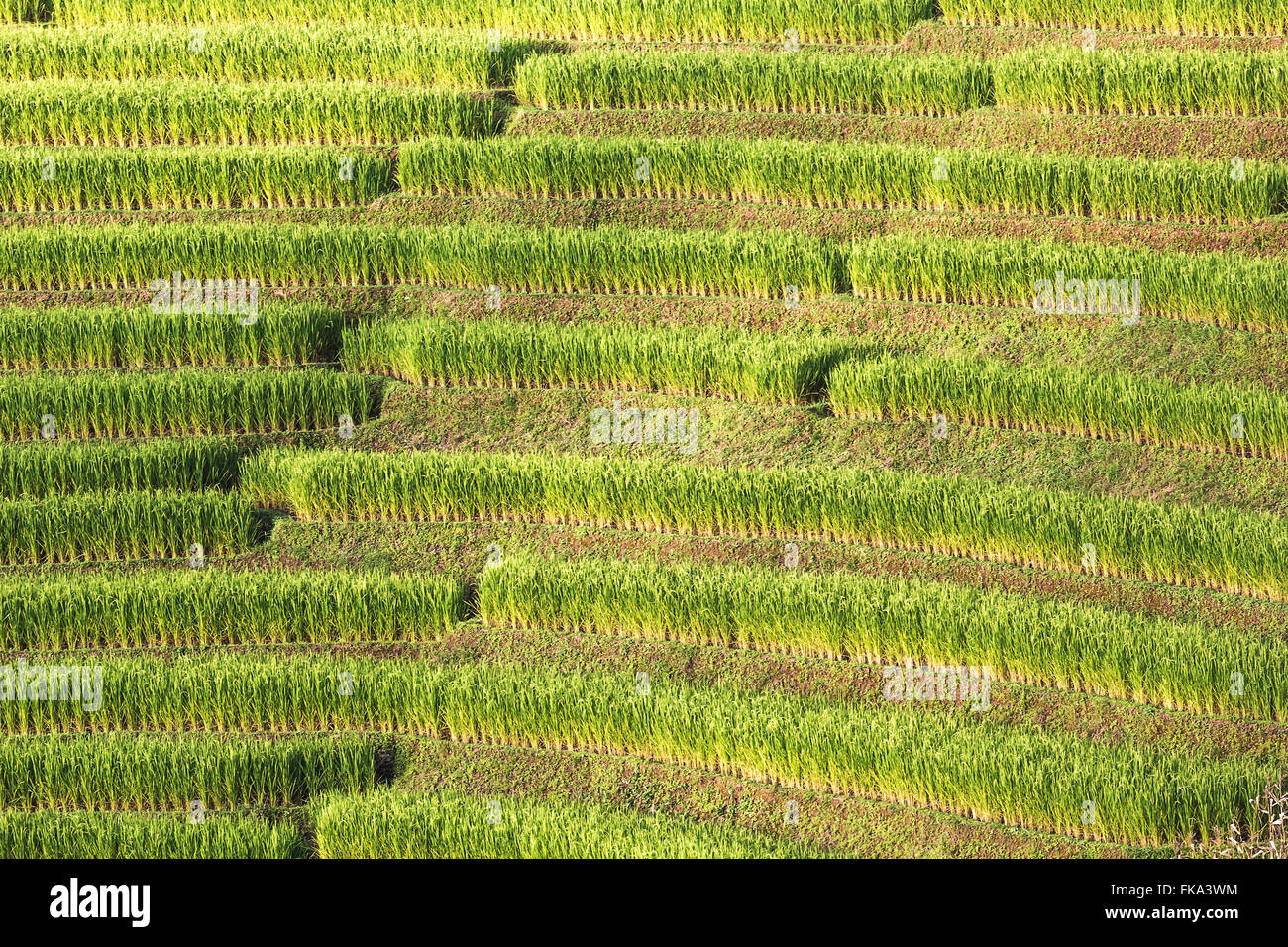 Field fields pattern hi-res stock photography and images - Alamy