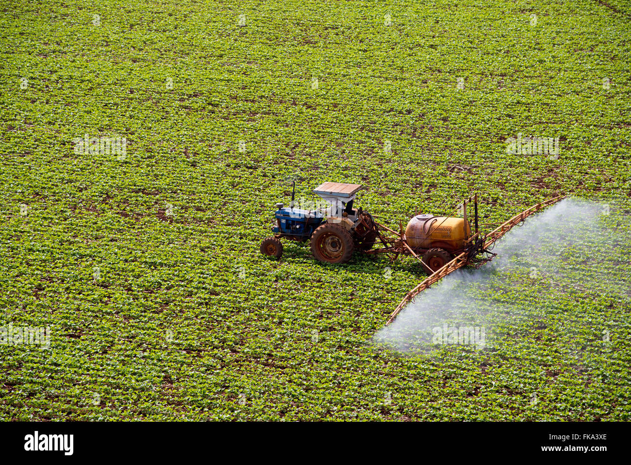 Spraying of insecticide on the bean plantation in irrigation area by ...