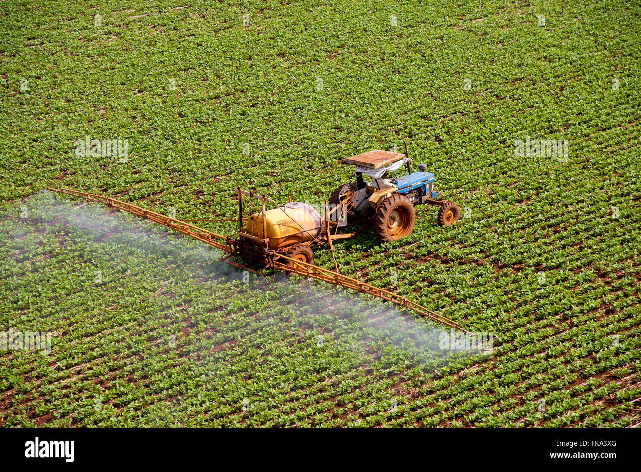 Spraying of insecticide on the bean plantation in irrigation area by ...