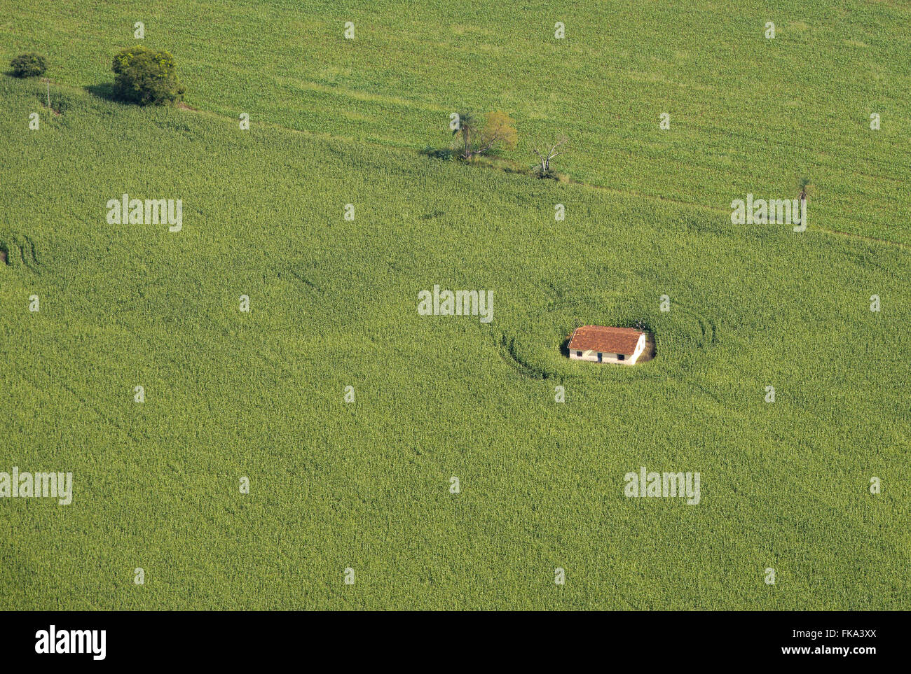 Corn field and farm house hi-res stock photography and images - Alamy