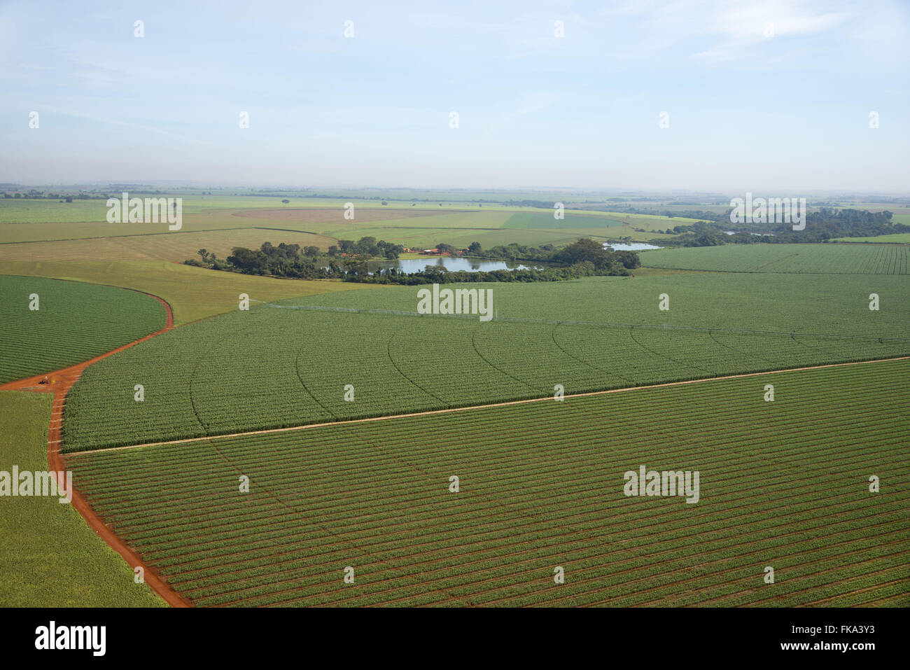 Maize field brazil hi-res stock photography and images - Alamy
