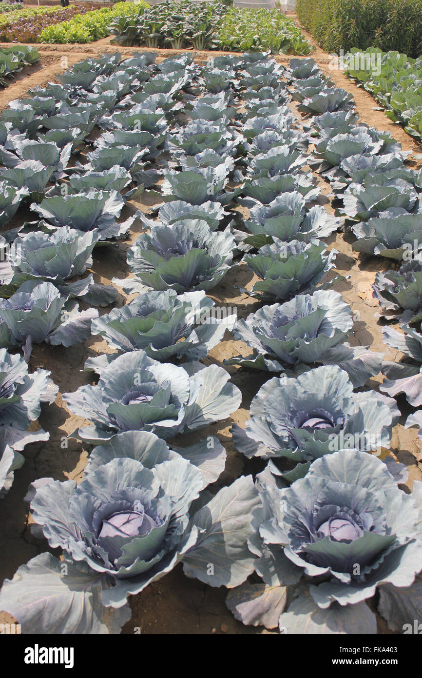 Brassica oleracea var capitata, Red cabbage , cultivar of cabbage with ...