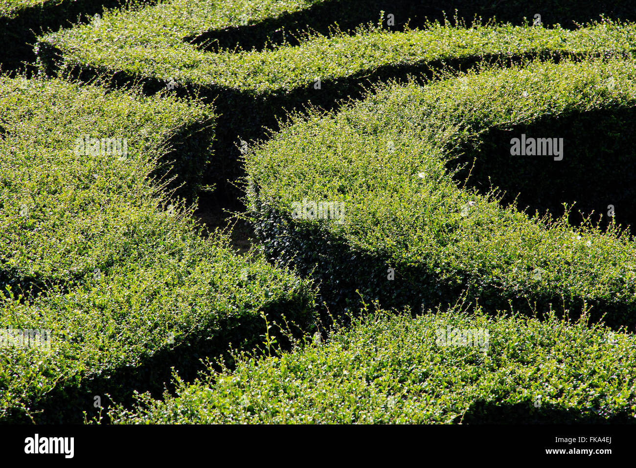labyrinth maze of tall bushes Stock Photo - Alamy