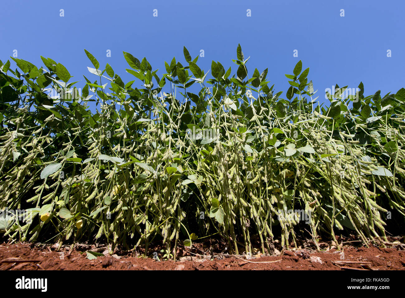 Plantation of transgenic soybeans in the countryside Stock Photo - Alamy