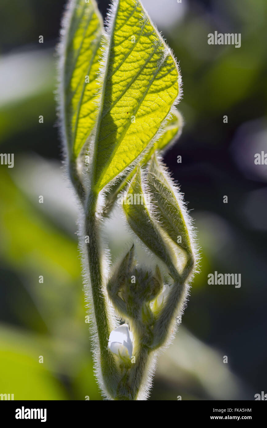 Soybean flower hi-res stock photography and images - Alamy