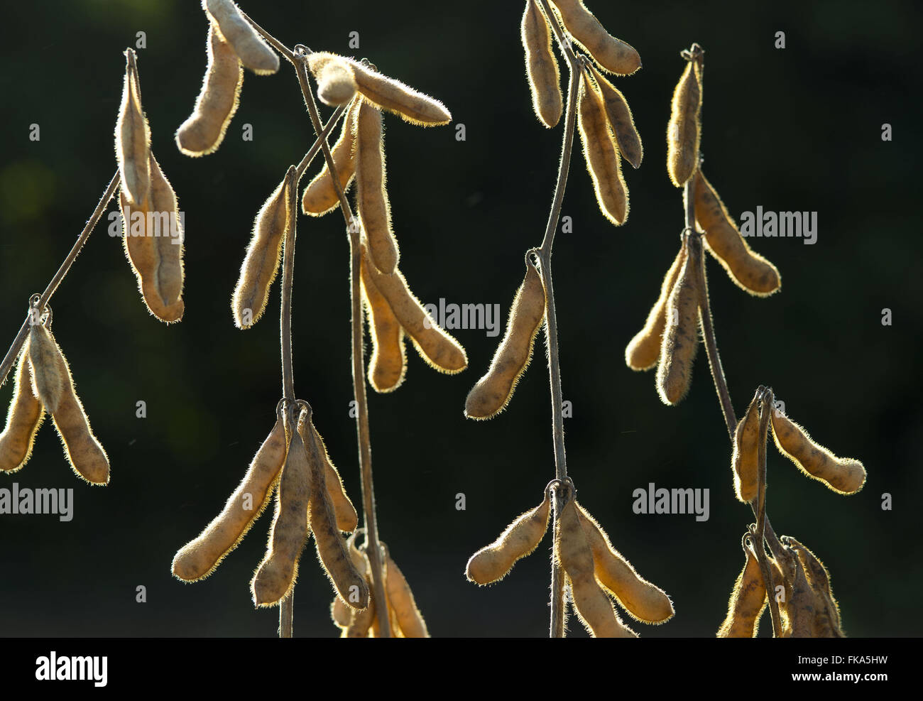 Soybean pods dried hi-res stock photography and images - Alamy