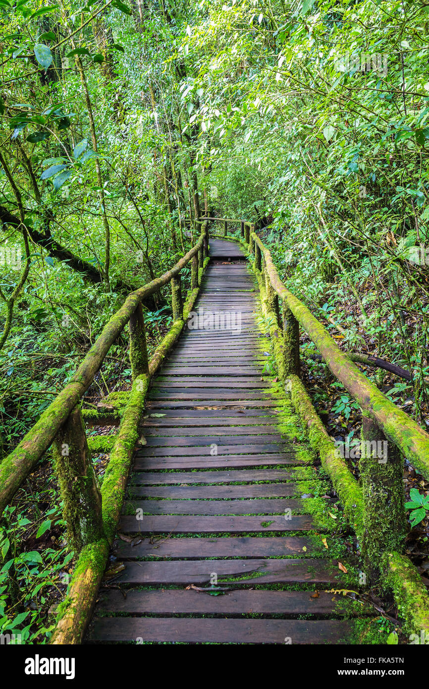 Wooden bridge in tropical rain forest Stock Photo - Alamy