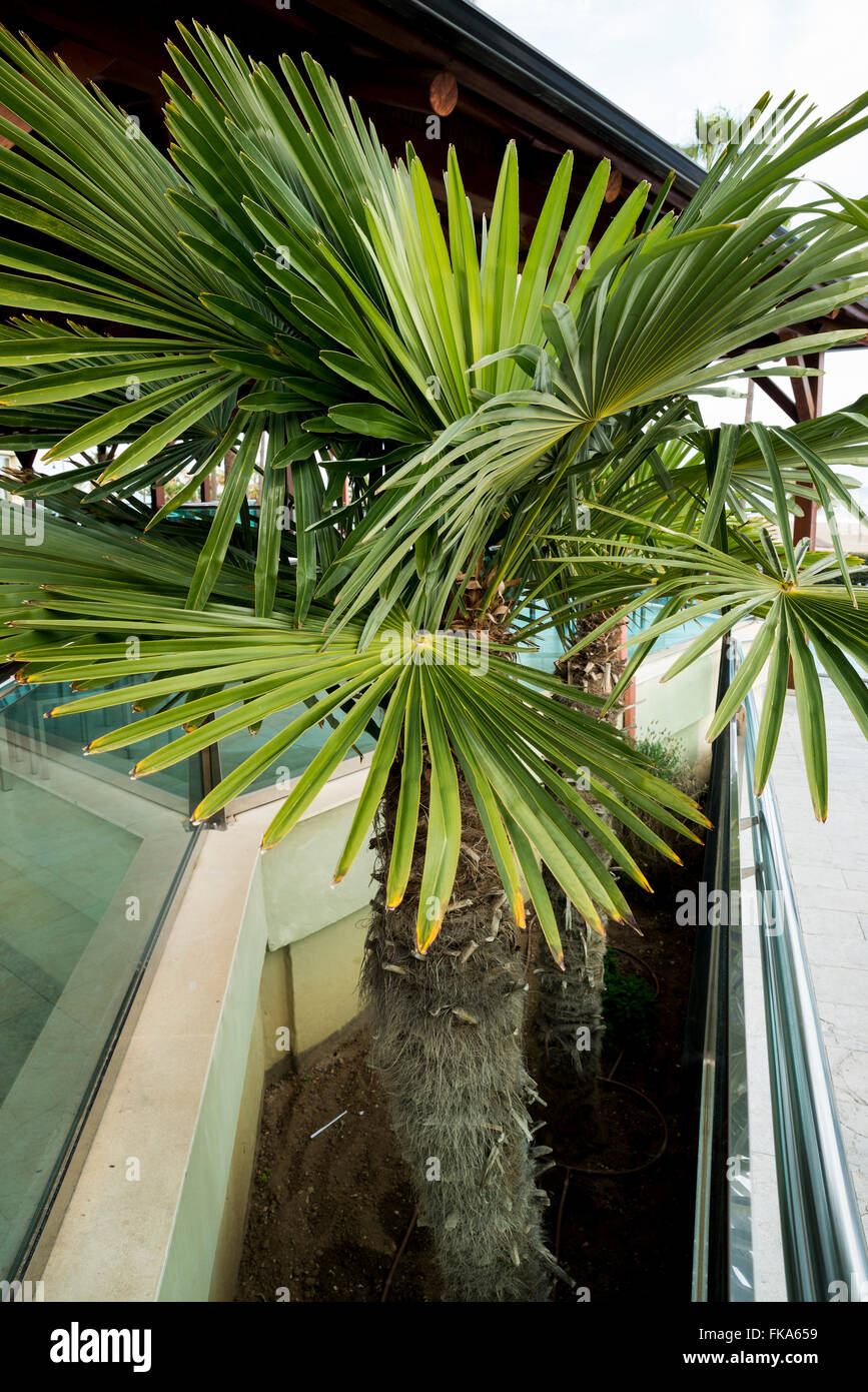 Leaves of fan palm Stock Photo - Alamy
