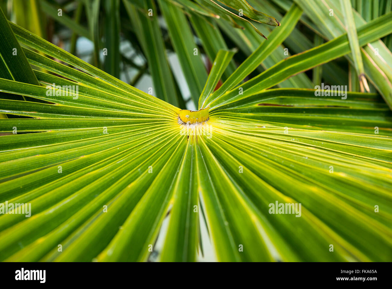 Dwarf fan palm tree hi-res stock photography and images - Alamy