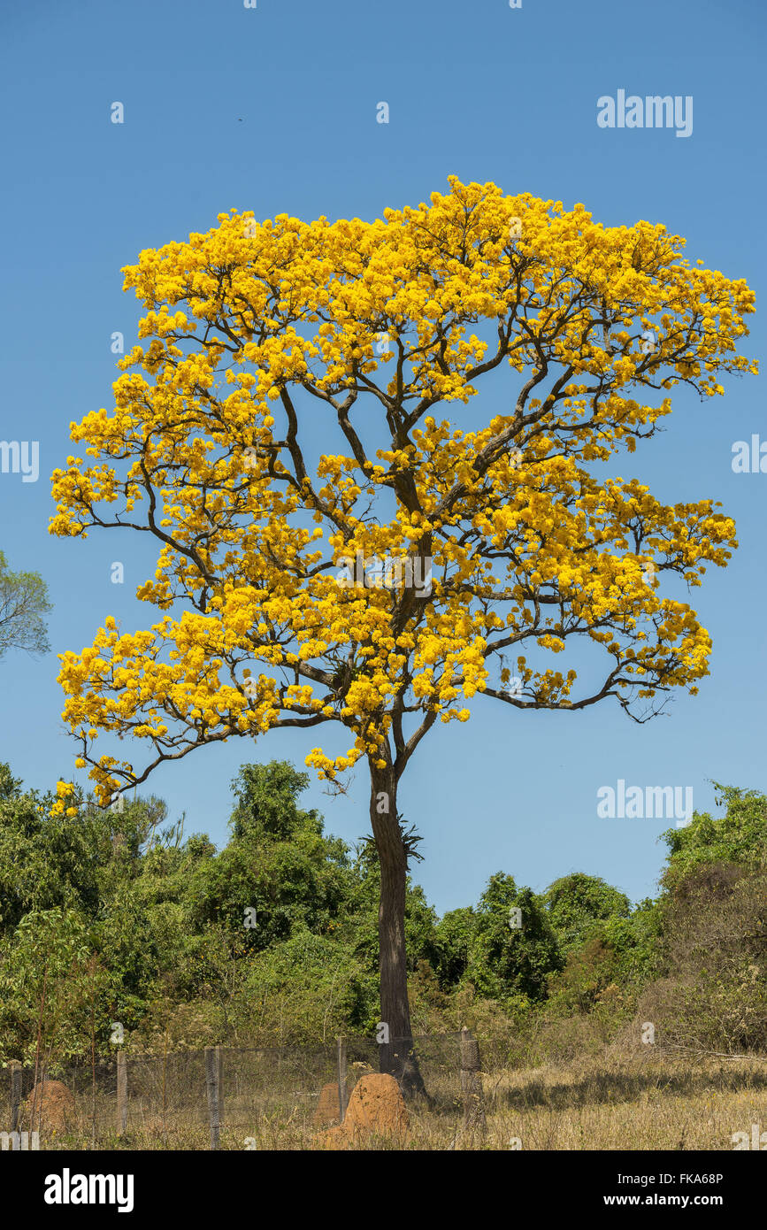 Yellow ipe tree hi-res stock photography and images - Alamy