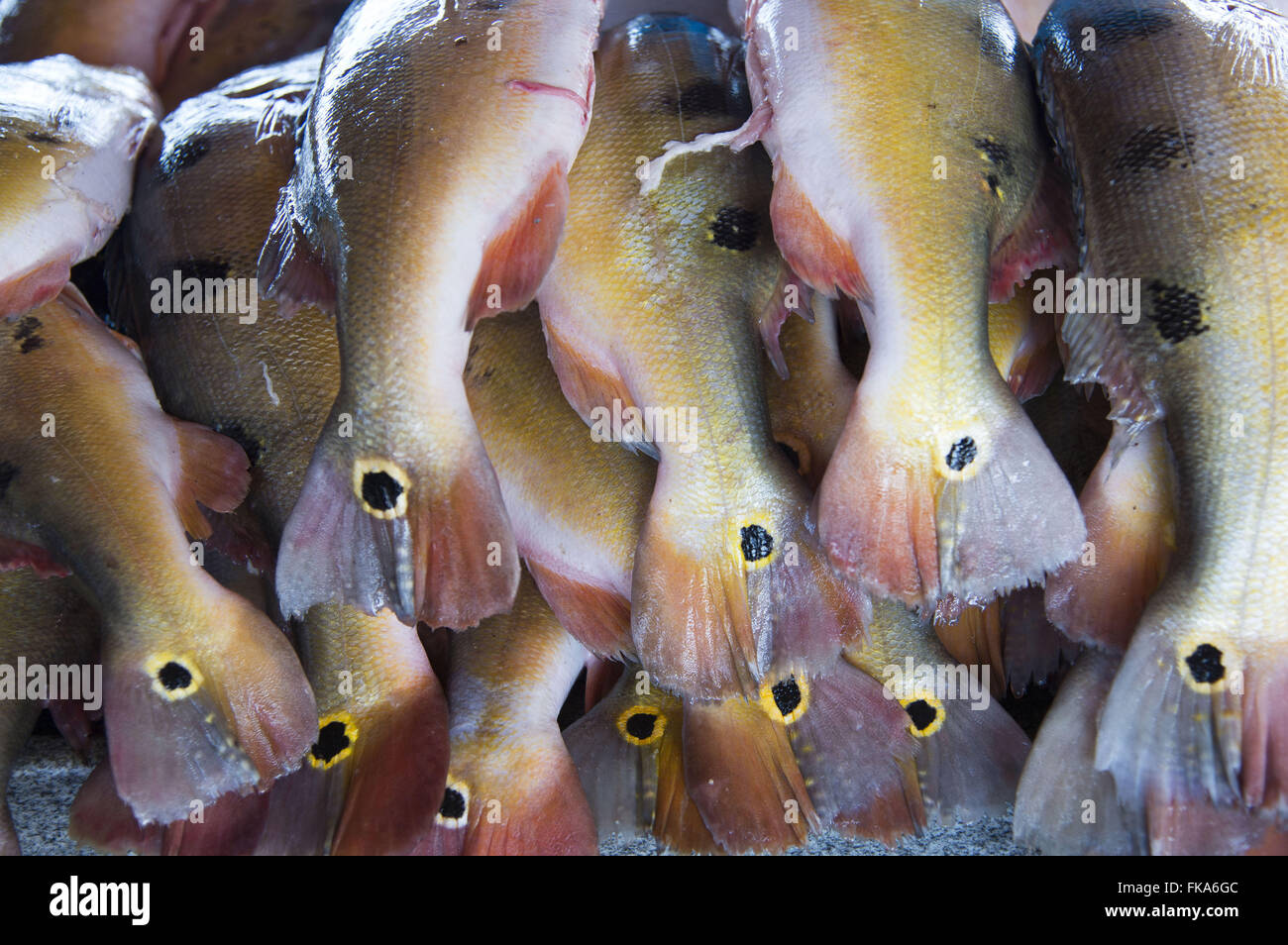 Fish Tucunare sale at City Fish Market Stock Photo - Alamy