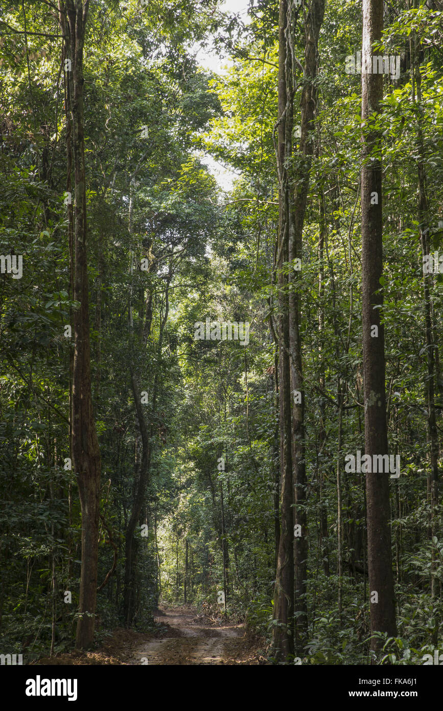 Service road in the Amazon forest Stock Photo - Alamy