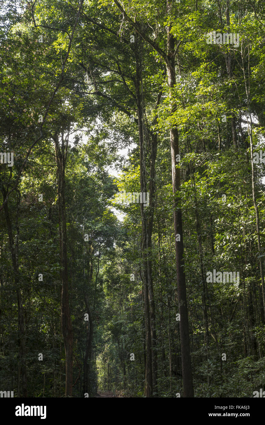 trees of the Amazon forest Stock Photo - Alamy