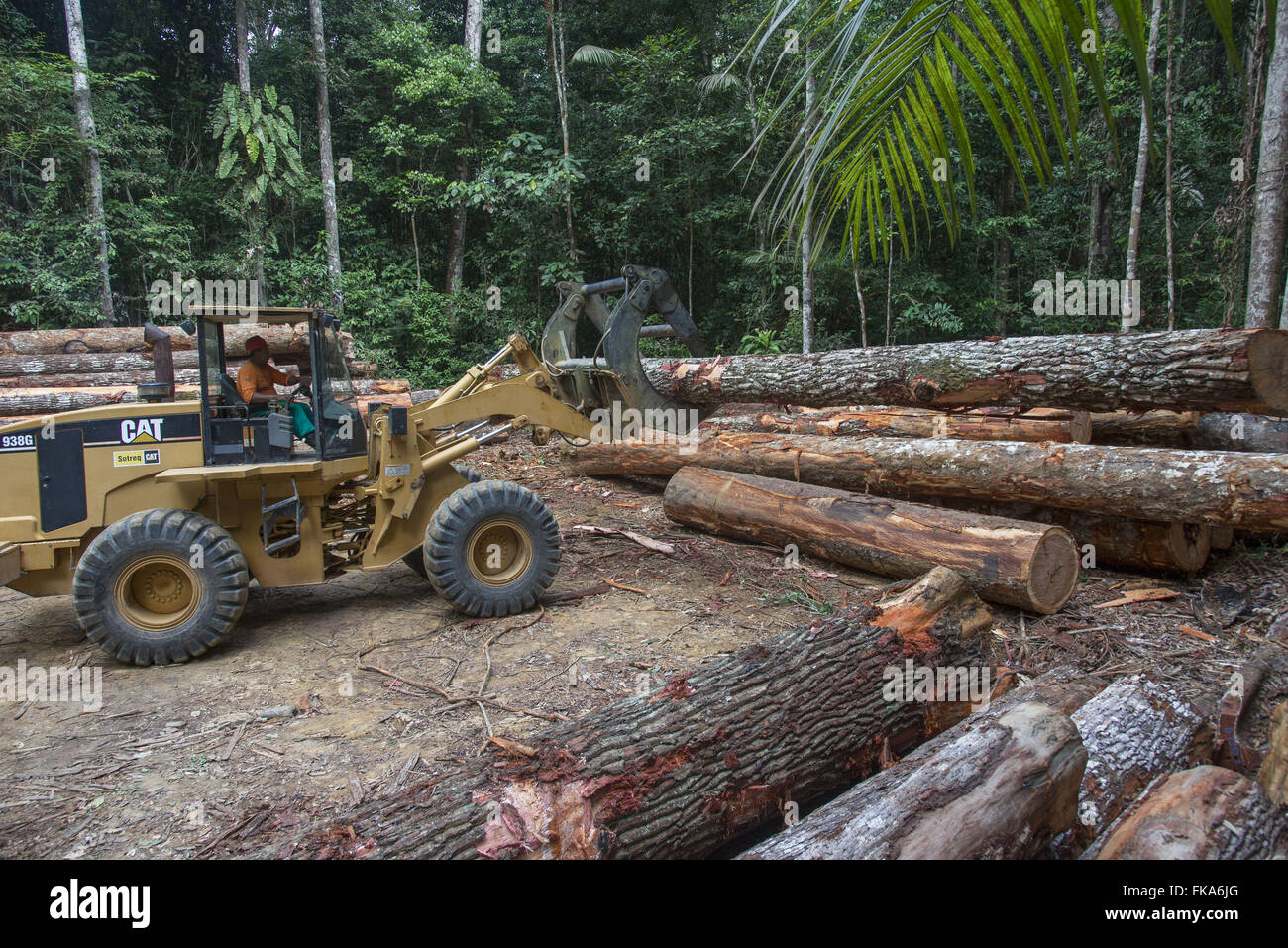 Stacking timber hi-res stock photography and images - Alamy
