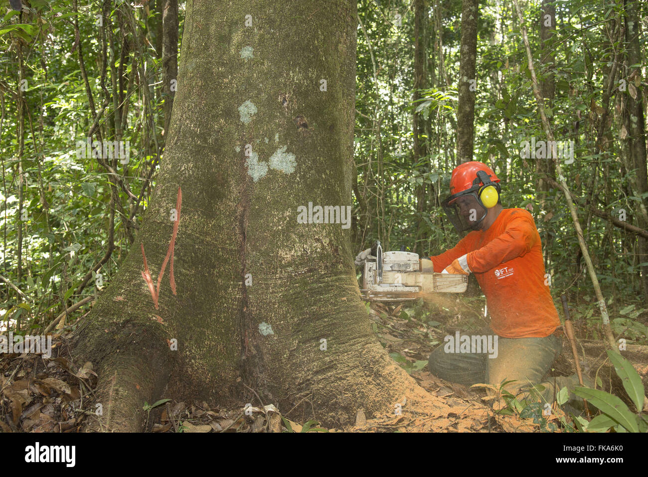 Chainsaw Operator High Resolution Stock Photography and Images - Alamy