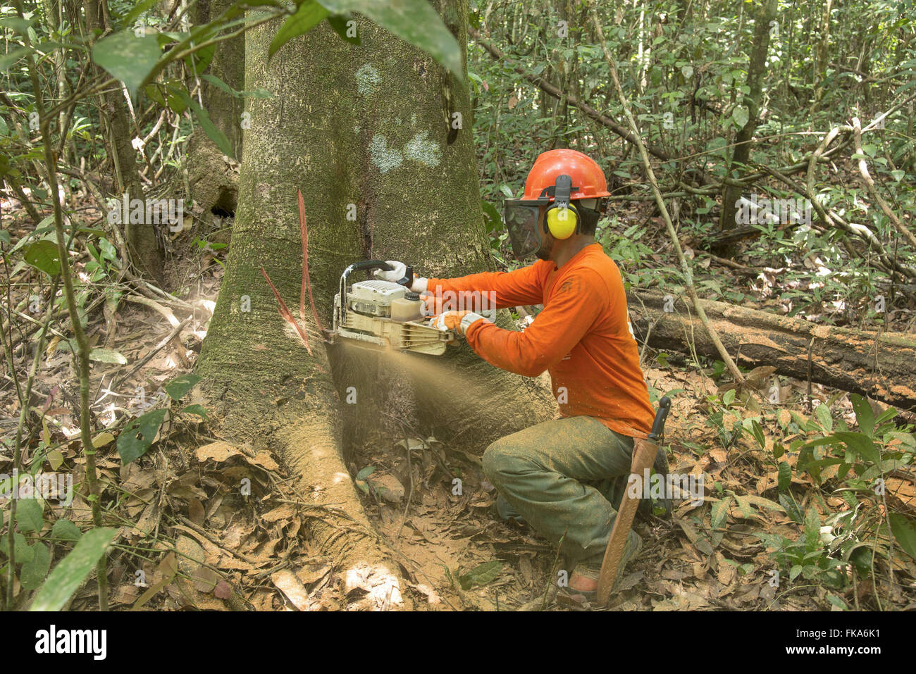 People tree cutting timber hi-res stock photography and images - Alamy