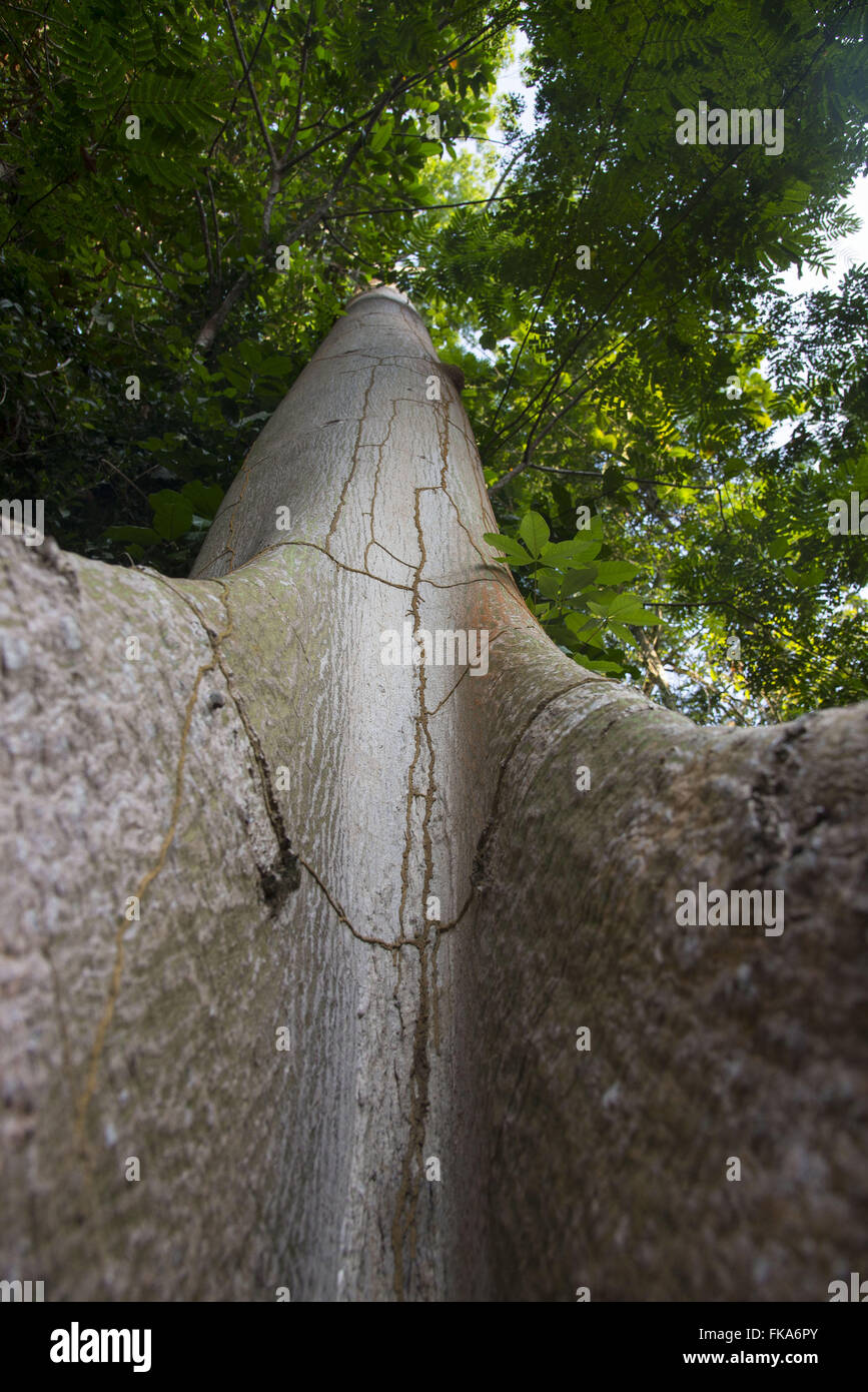 Kapok tree amazon hi-res stock photography and images - Alamy