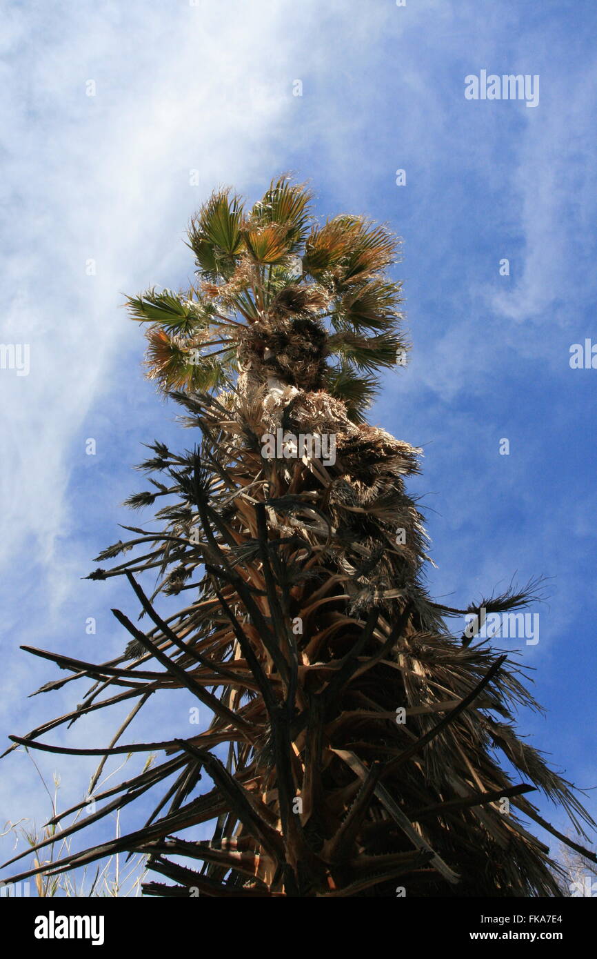 Tall desert grass hi-res stock photography and images - Alamy
