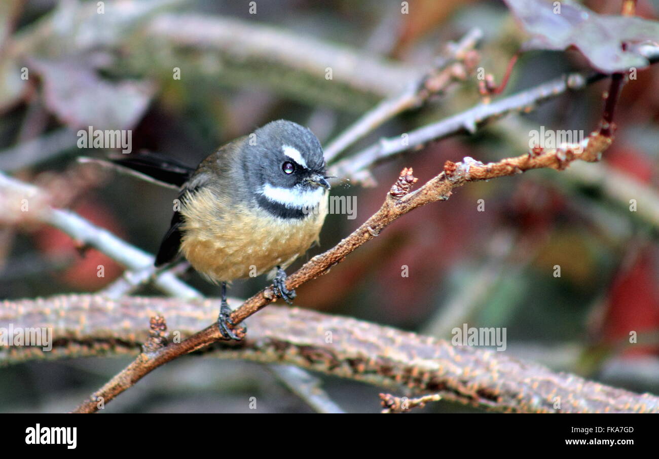New Zealand Fantail Stock Photo - Alamy