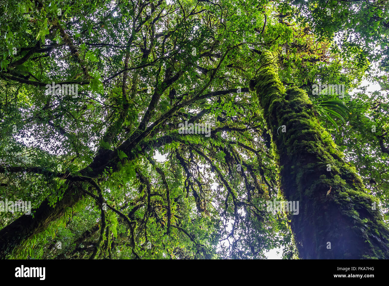 Close up shot tree in rain forest Stock Photo - Alamy