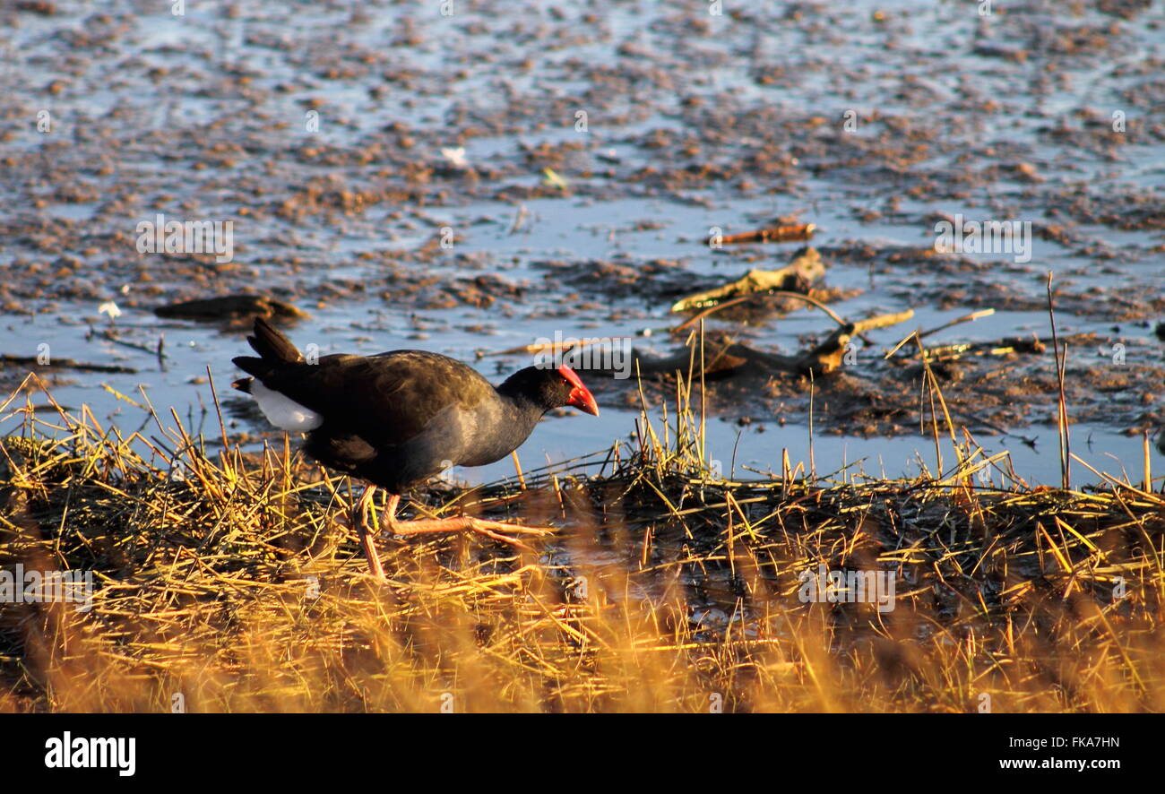 Pukeko Stock Photos & Pukeko Stock Images - Alamy