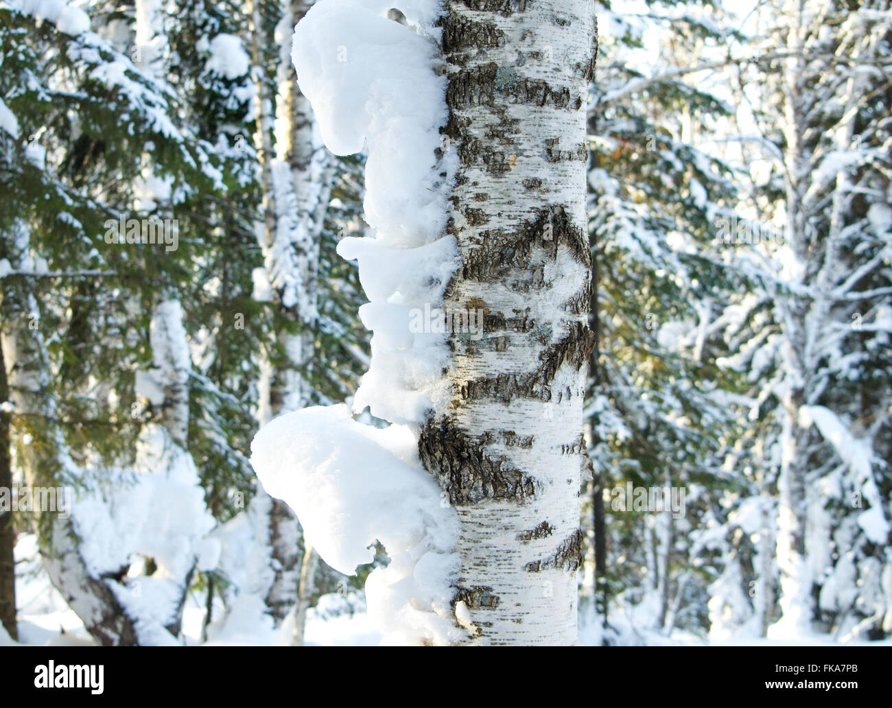 Birch trees in snow landscape hi-res stock photography and images - Alamy