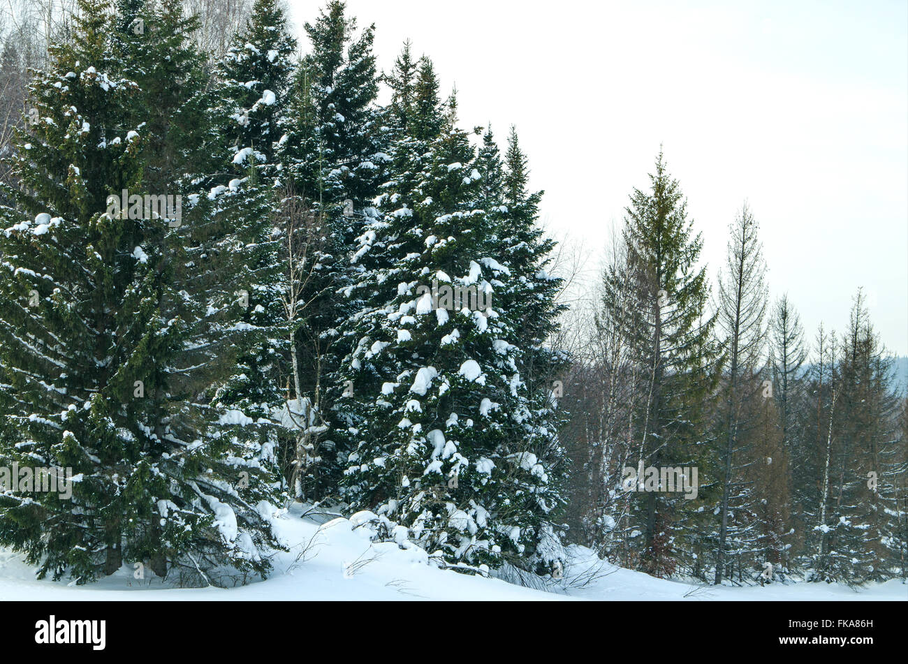 landscape the wood in the winter in Russia Siberia, a birch, a fir, a ...