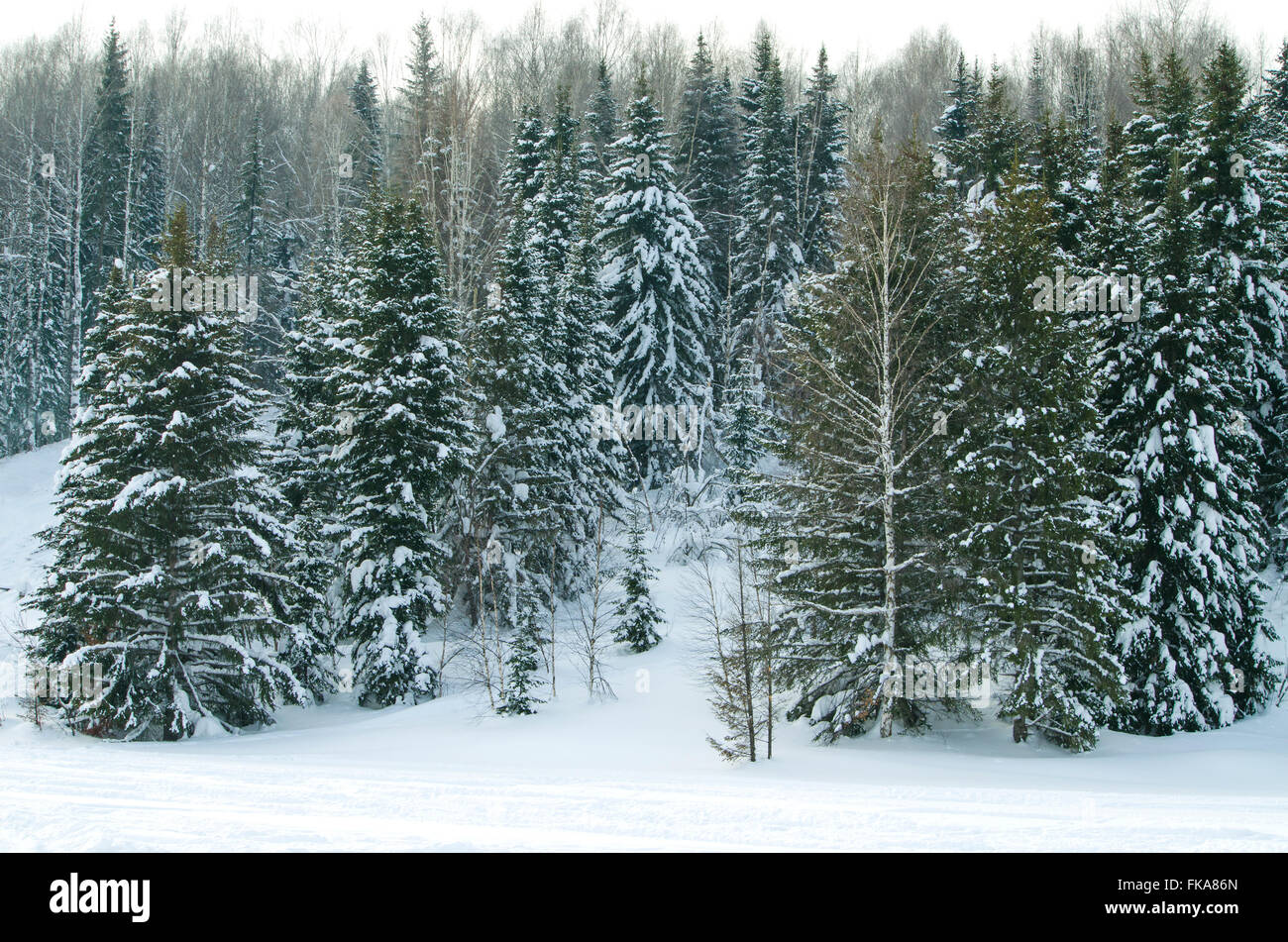 landscape the wood in the winter in Russia Siberia, a birch, a fir, a ...