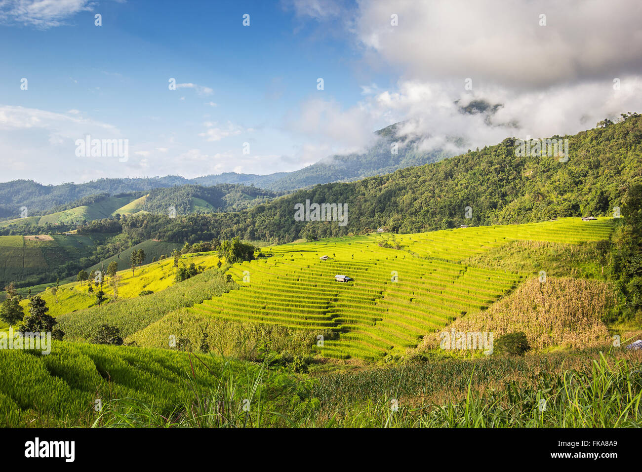 Landscape shot paddy field and blue sky Stock Photo - Alamy