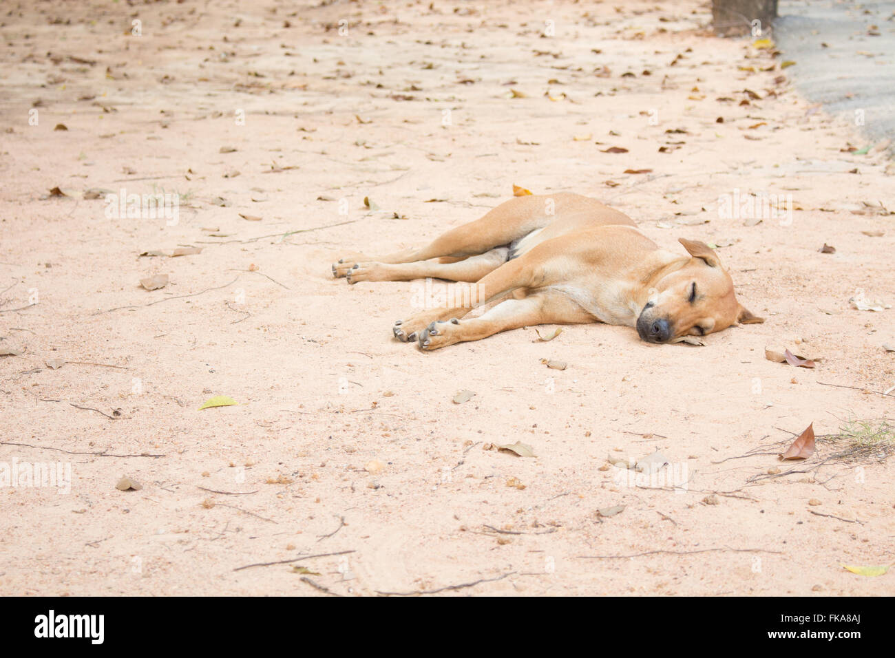 Stray dogs rest hi-res stock photography and images - Alamy