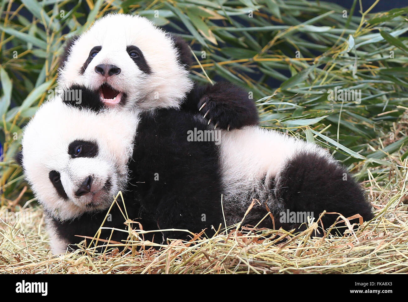 Panda Cubs Playing On Slide