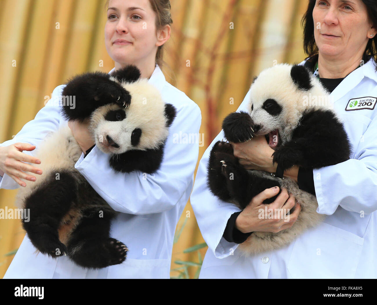 Toronto, Canada. 7th Mar, 2016. Giant panda twin cubs Jia Panpan (R ...
