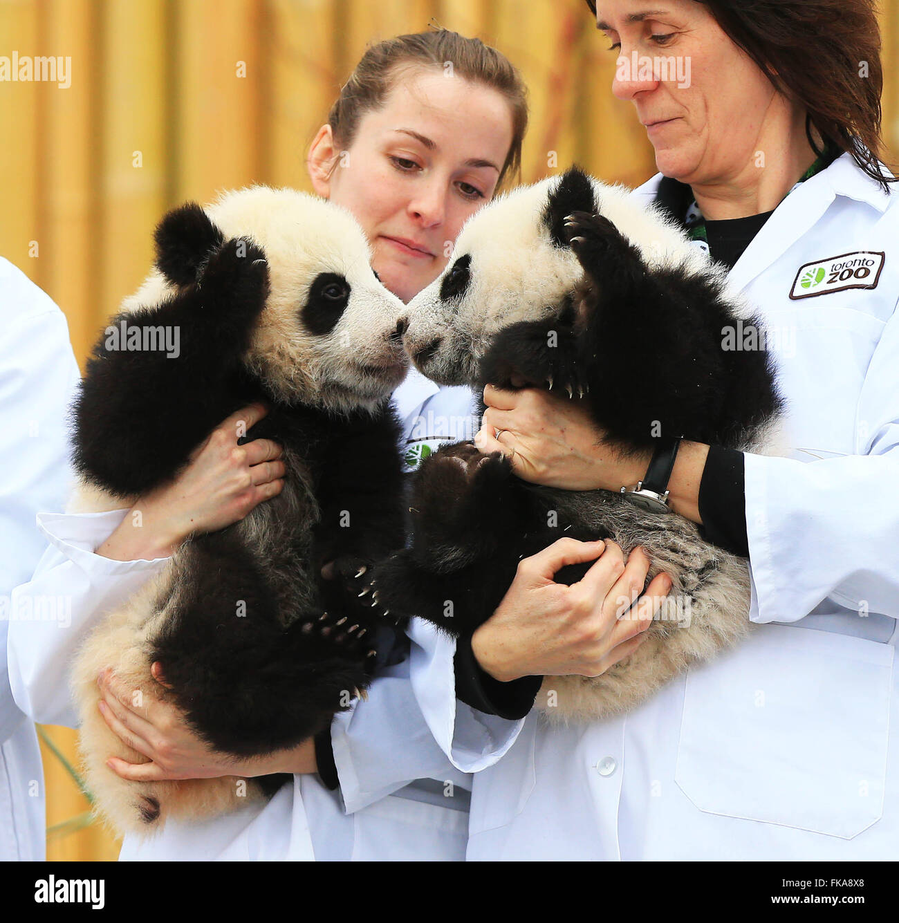 Er shun and da mao toronto zoo hi-res stock photography and images - Alamy