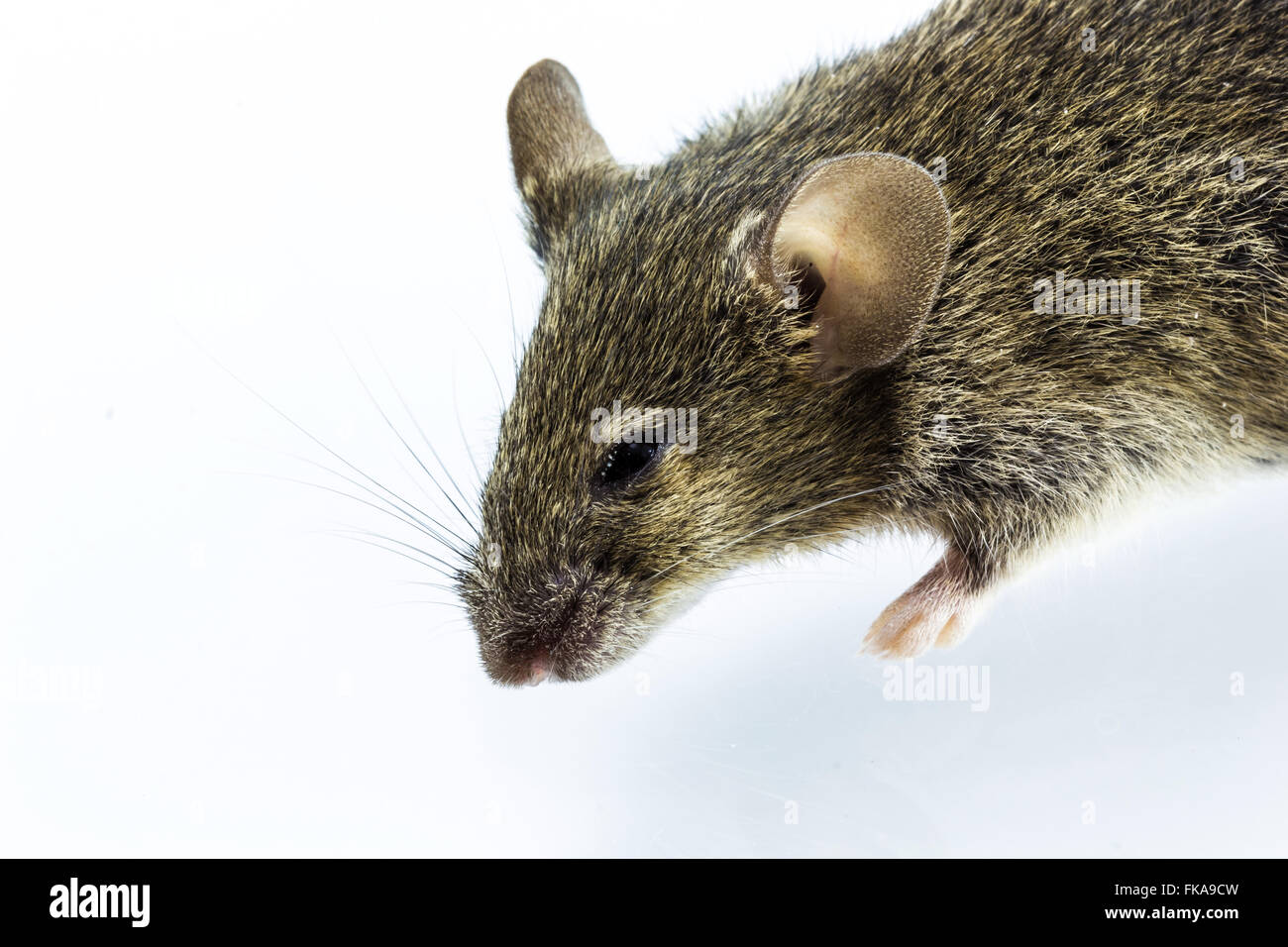 Animal dead rat hi-res stock photography and images - Alamy