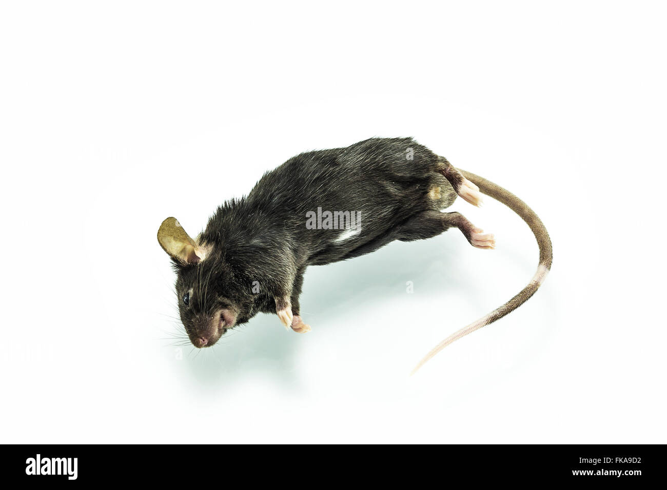 Close up shot dead rat on isolate white background Stock Photo - Alamy