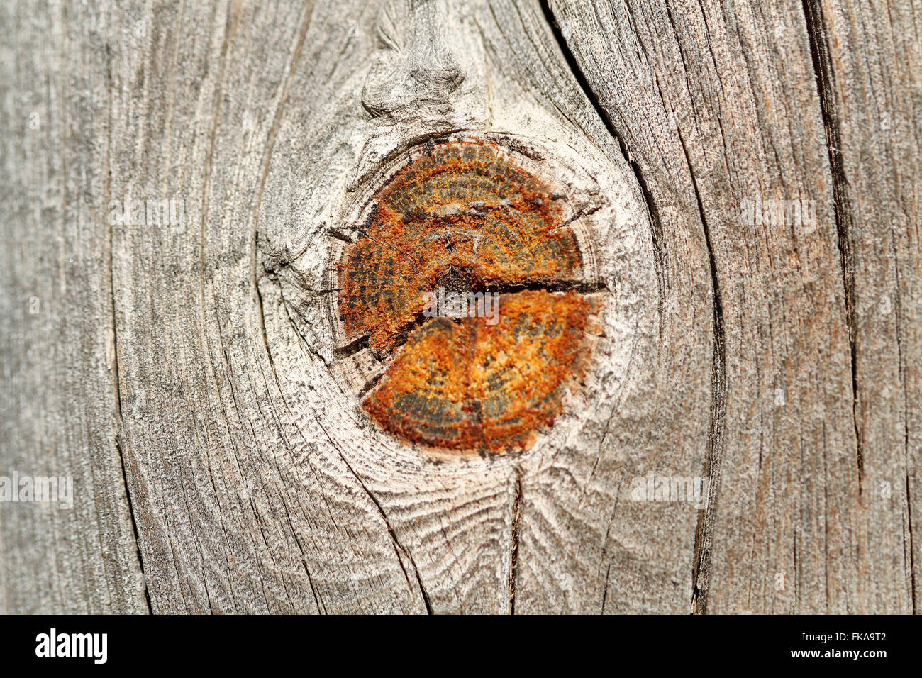 Ring porous wood hi-res stock photography and images - Alamy