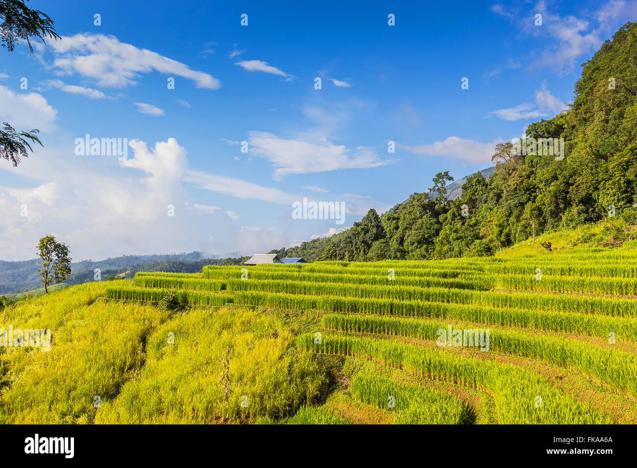 Landscape shot paddy field and beautiful sky Stock Photo - Alamy
