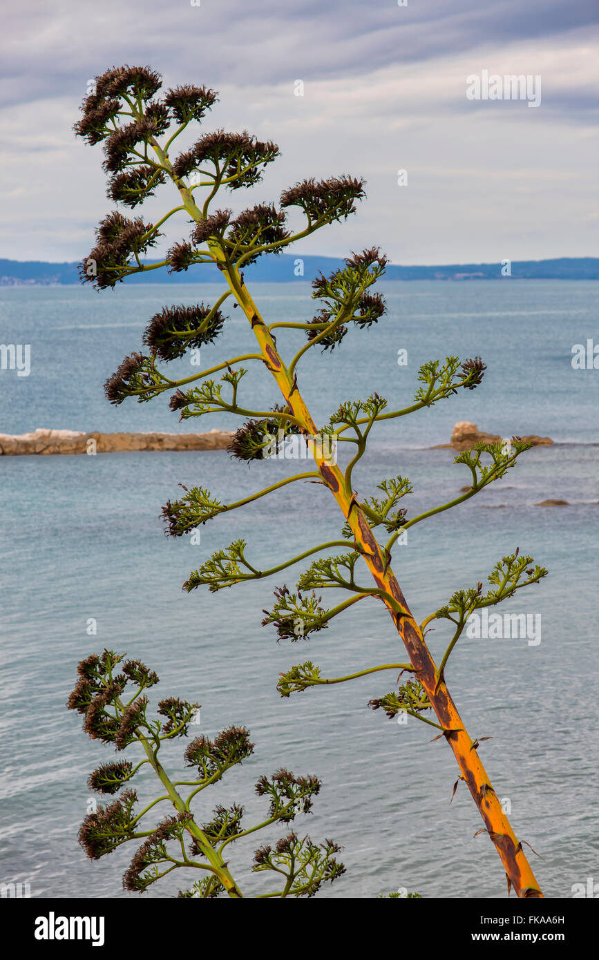 Agave Plant in Split, Croatia Stock Photo - Alamy