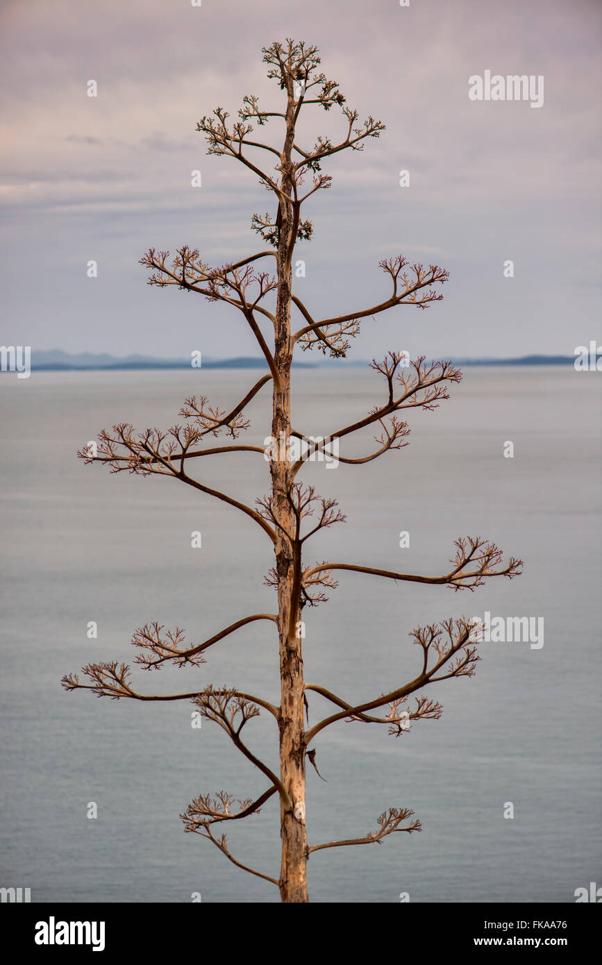 Agave Plant in Split, Croatia Stock Photo - Alamy