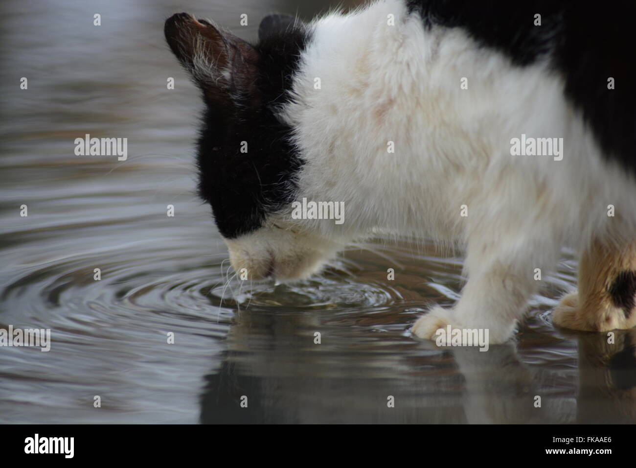 A Cat is drinking Water in a Puddle Stock Photo - Alamy