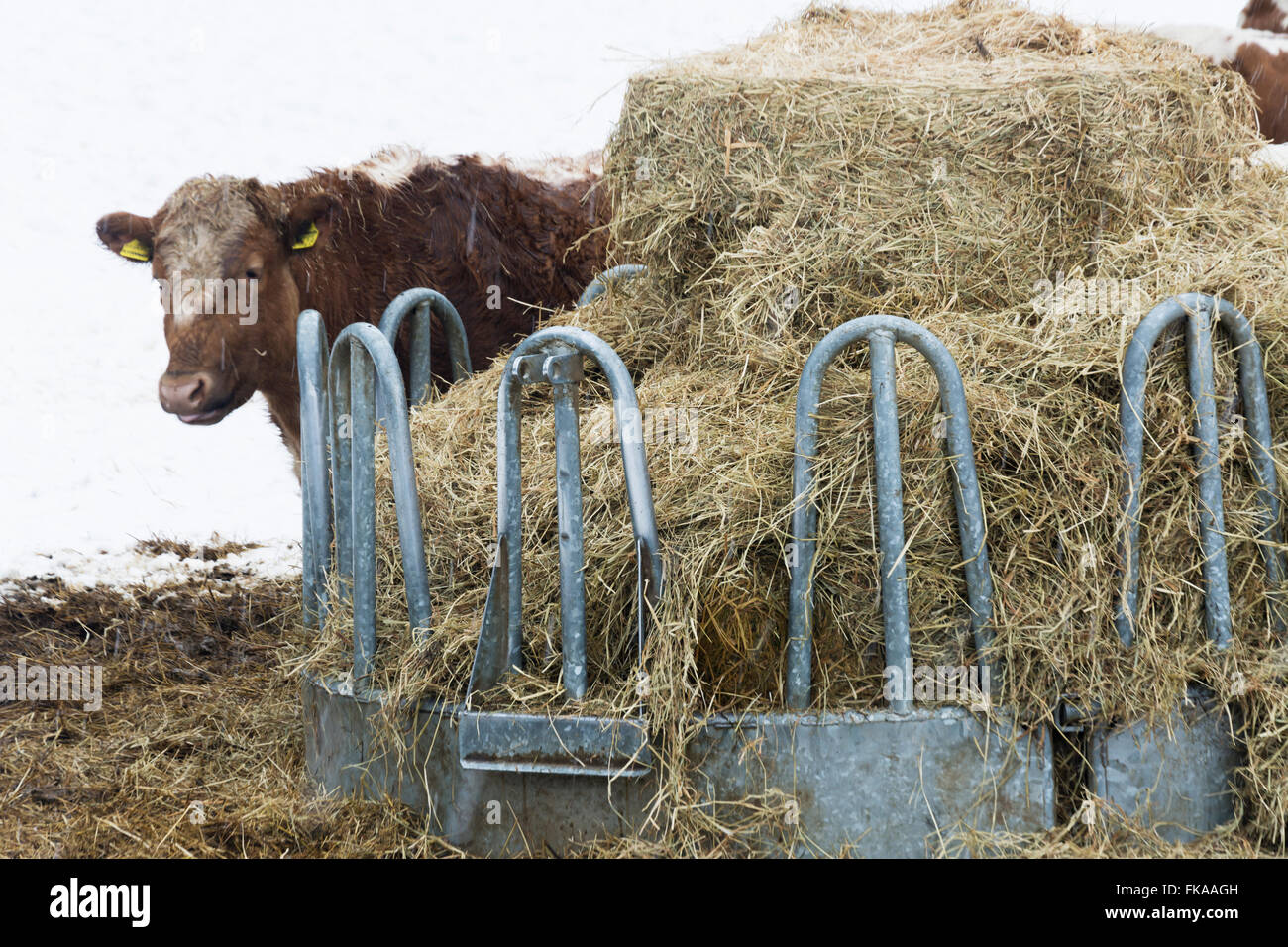 Eastern Finncattle High Resolution Stock Photography and Images - Alamy