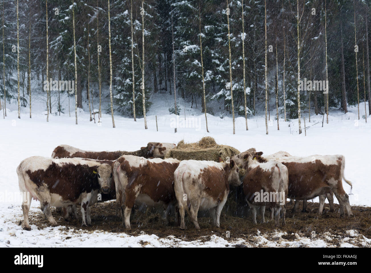 Eastern finncattle hi-res stock photography and images - Alamy