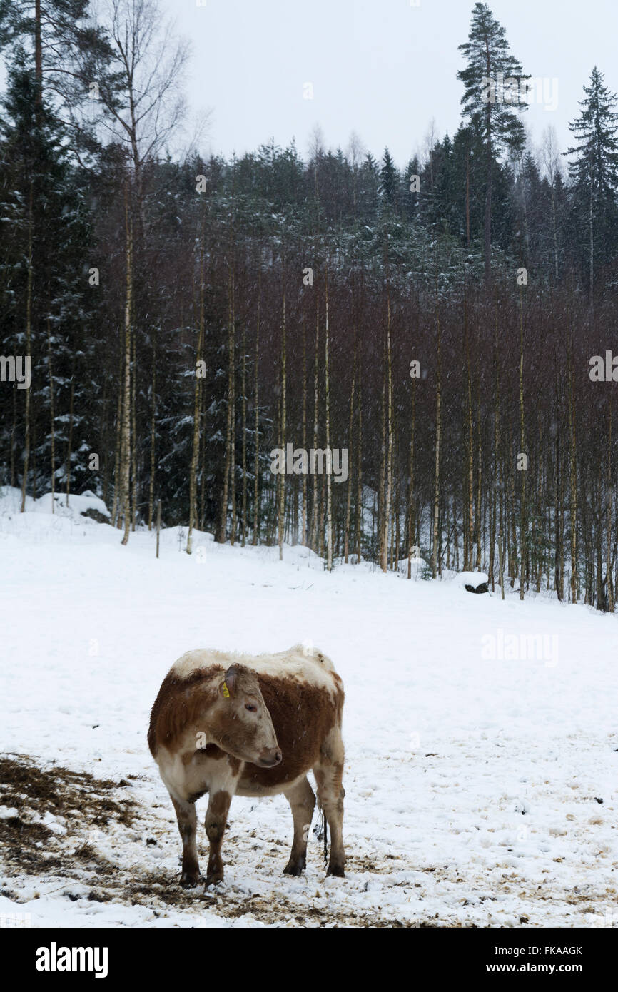 Eastern finncattle hi-res stock photography and images - Alamy