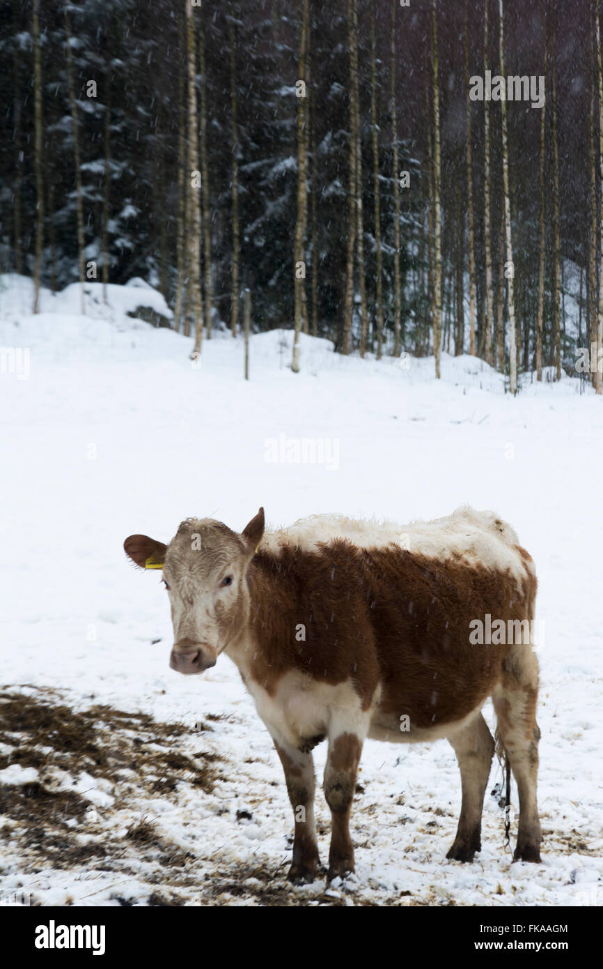Eastern finncattle hi-res stock photography and images - Alamy