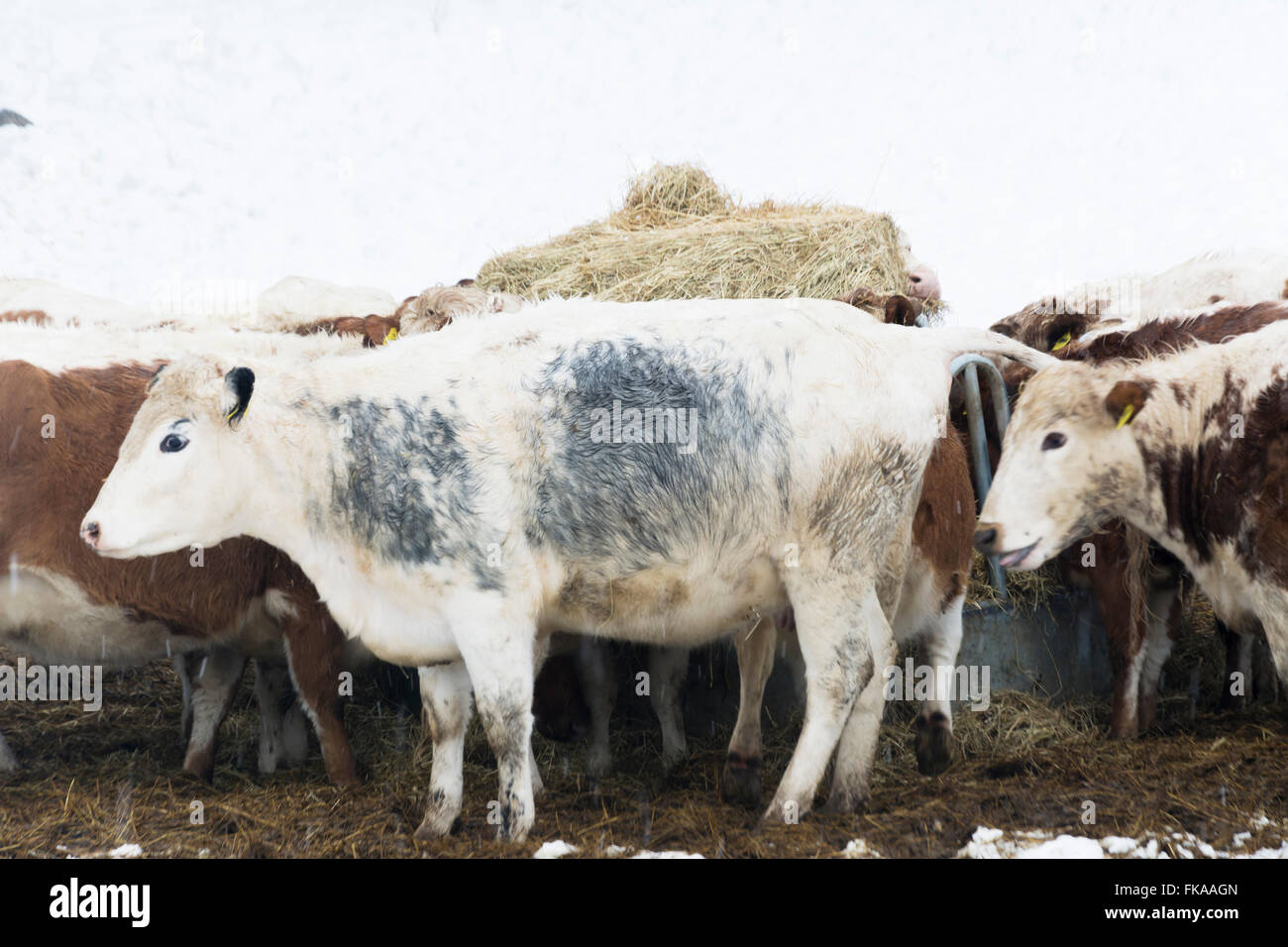 Eastern finncattle hi-res stock photography and images - Alamy